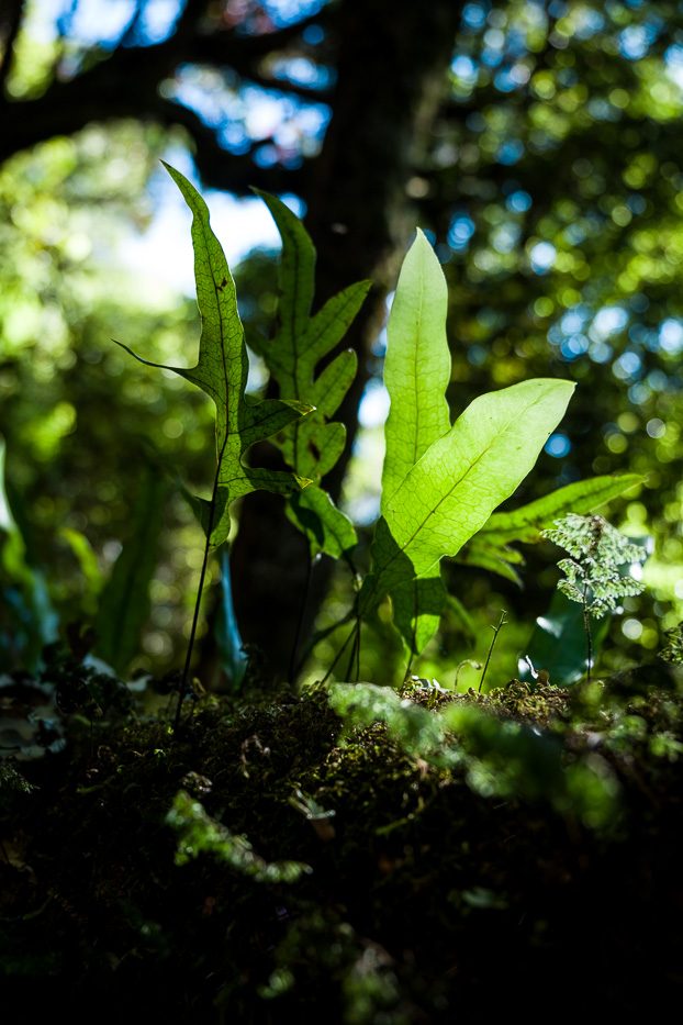 Mount Brown (Hut) • Lightforge Architecture Photography