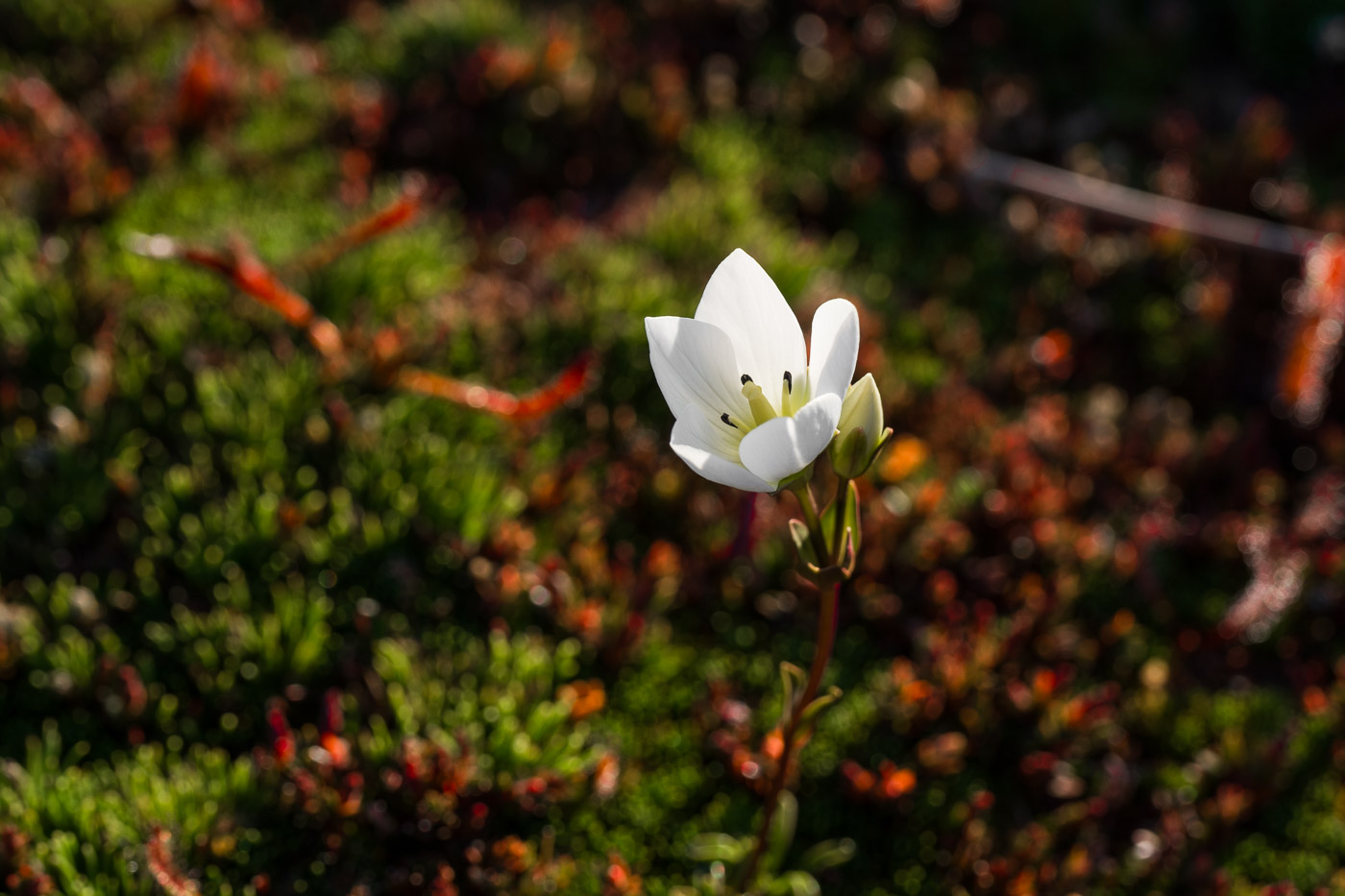 Mount Brown (Hut) • Lightforge Architecture Photography